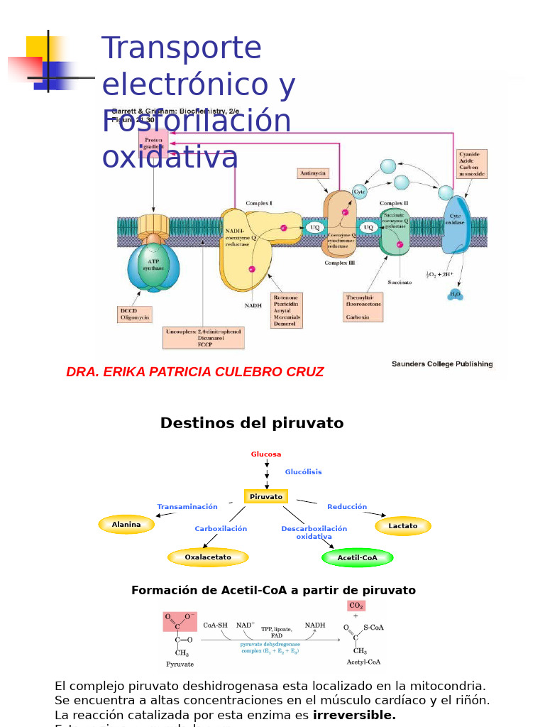 Unidad IV Fosforilacion Oxidativa y Cadena de Transporte de Electrones | PDF | Trifosfato de ...