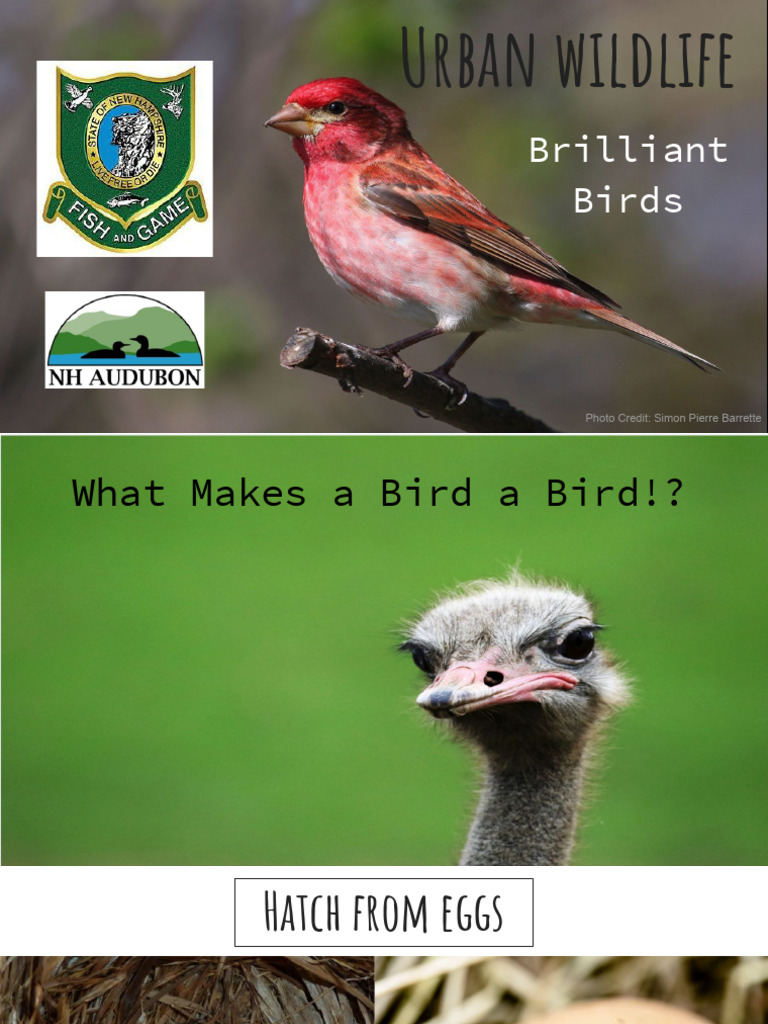 NHFG Nha Birds Powerpoint | PDF