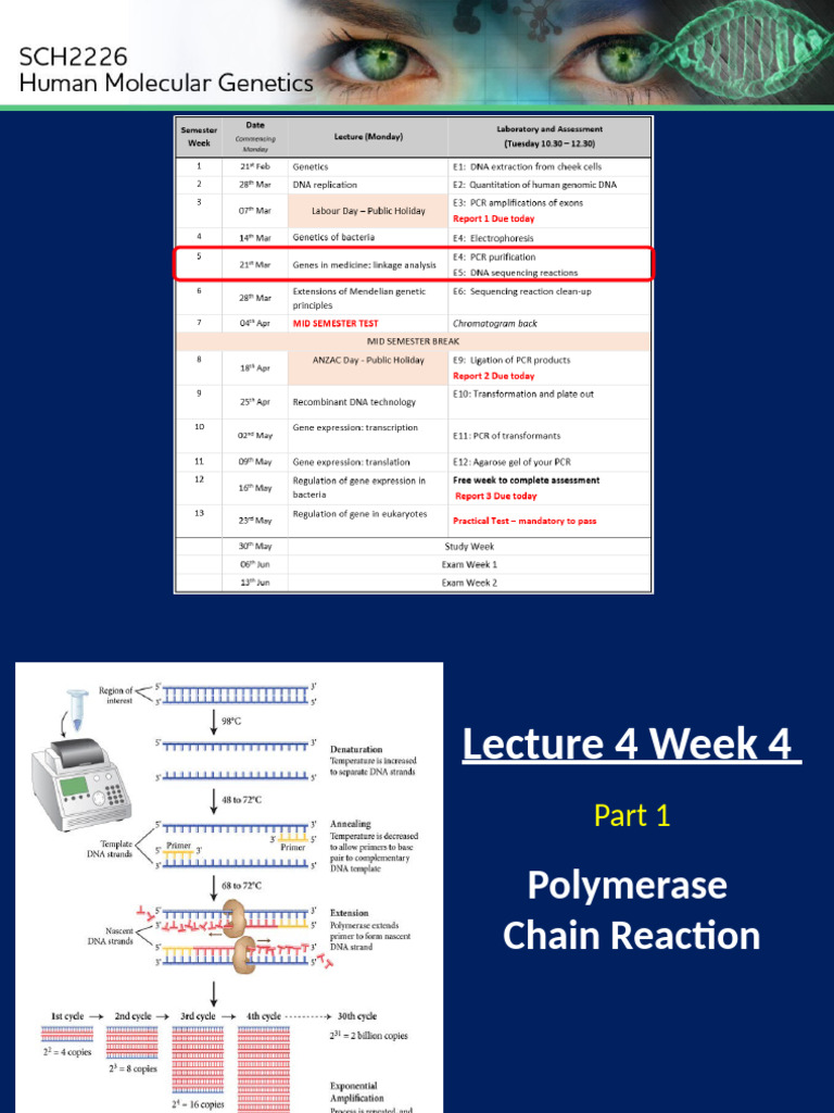 Understanding Polymerase Chain Reaction | PDF | Polymerase Chain ...