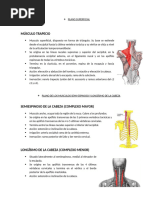 Musculos de La Nuca | PDF | Anatomía humana | Sistema musculoesquelético