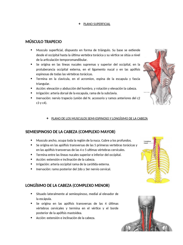Anatomía del Músculo Trapecio y Semiespinoso | PDF