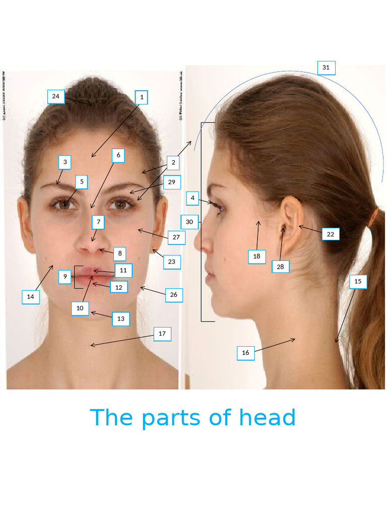 The Parts of Head | PDF