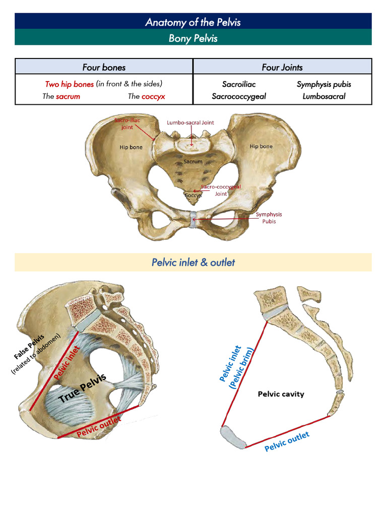 L4 Anatomy of The Pelvis | PDF | Pelvis | Musculoskeletal System