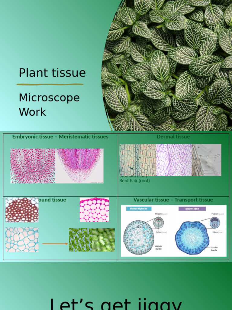 Plant Tissue Microscopy Complied Lessons | PDF