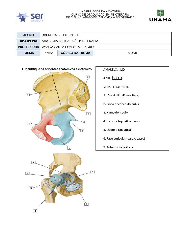 Atividade de Anatomia Humana. | PDF | Joelho | Quadril