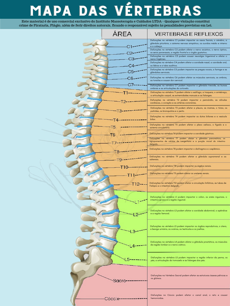 Mapa Das Vertebras e Reflexos | PDF | Coração | Rim