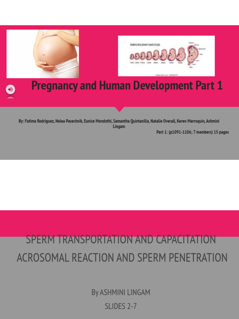 Pregnancy and Human Development Part 1 (p1091-1106 7 Members) | PDF | Placenta | Biological ...