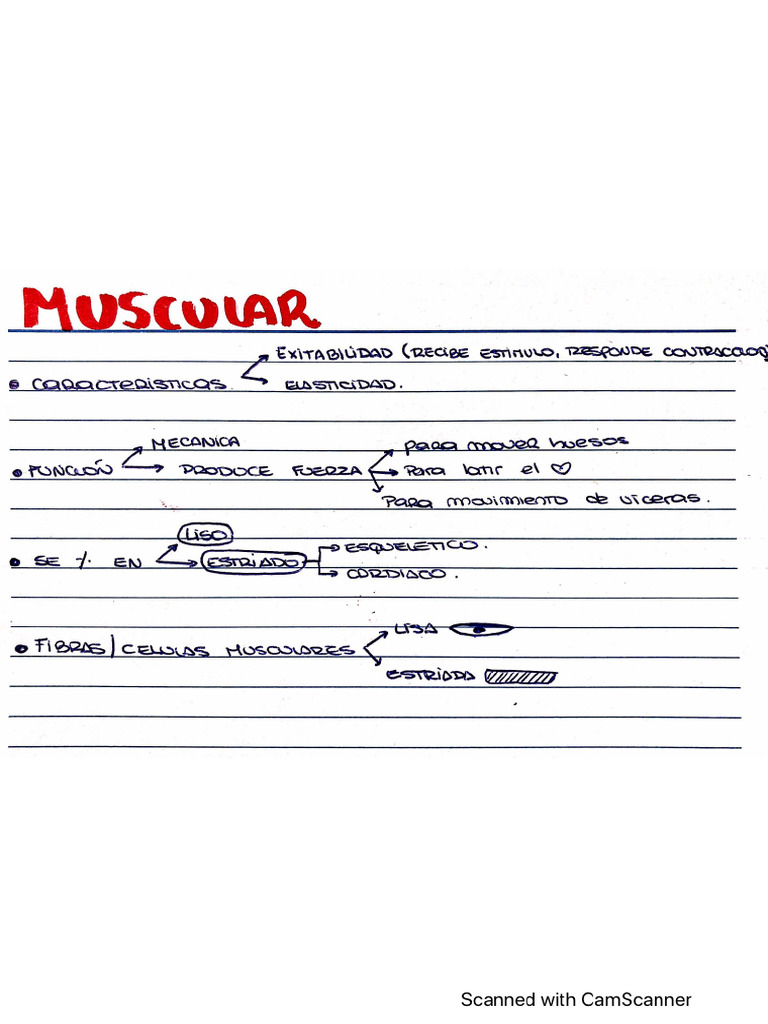 Fichas Muscular | PDF