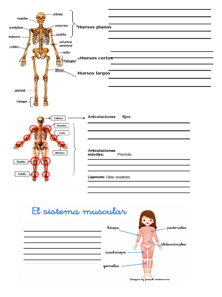Ficha de Huesos | PDF