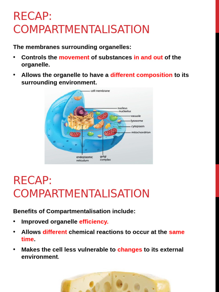 Understanding Cell Compartmentalization | PDF | Cell (Biology) | Organelle