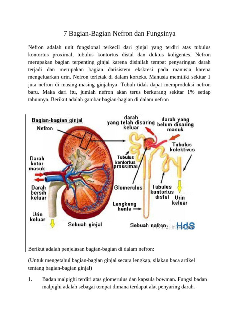 7 Bagian Nefron | PDF
