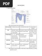 Anatomía del Brazo: Estructura y Función | PDF | Codo | Extremidades ...