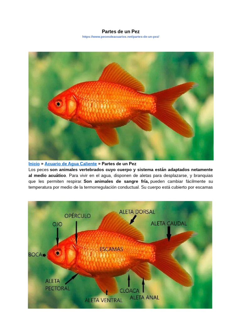 Partes del Cuerpo de un Pez | PDF | Branquia | Pescado