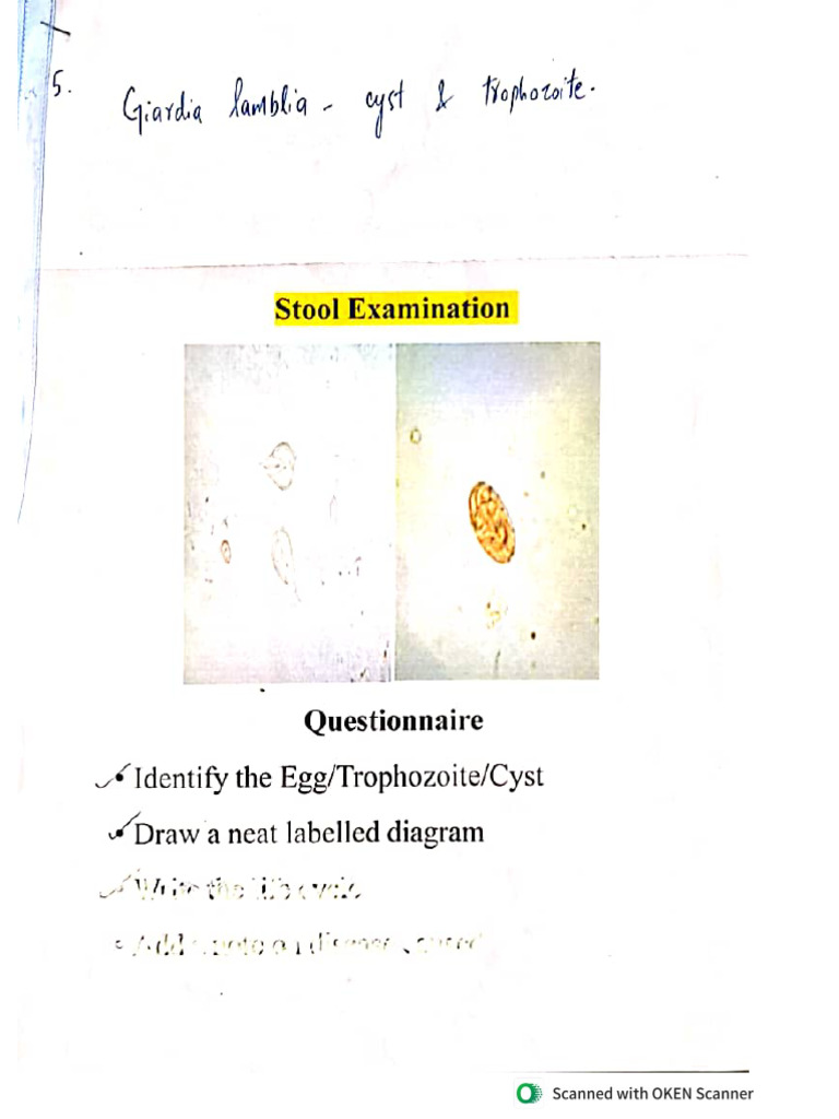Stool Examination | PDF