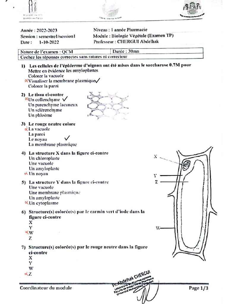 Exam TP Bio Veg | PDF