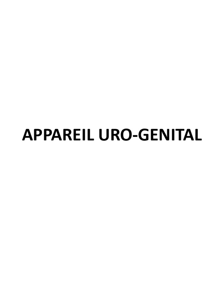 Anatomie de l'appareil uro-génital masculin | PDF | Rein | Utérus