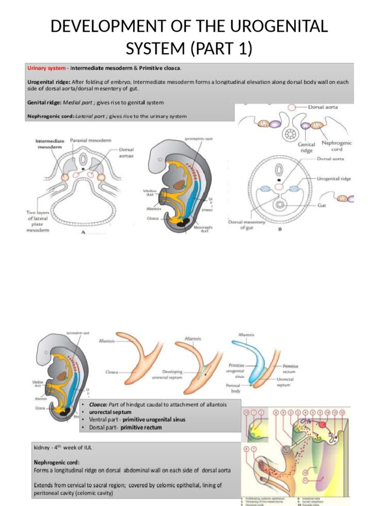 Development of Urogenital System | PDF