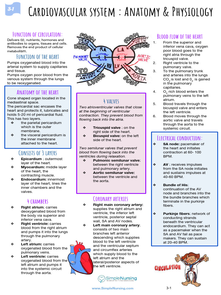 Anatomy - Physiology Cardio System | PDF | Heart | Heart Valve