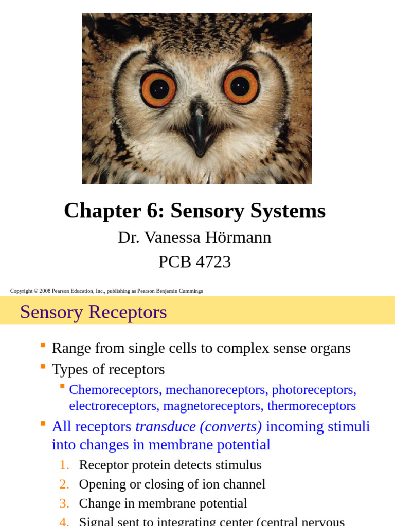 Overview of Sensory Systems and Receptors | PDF | Stimulus (Physiology ...