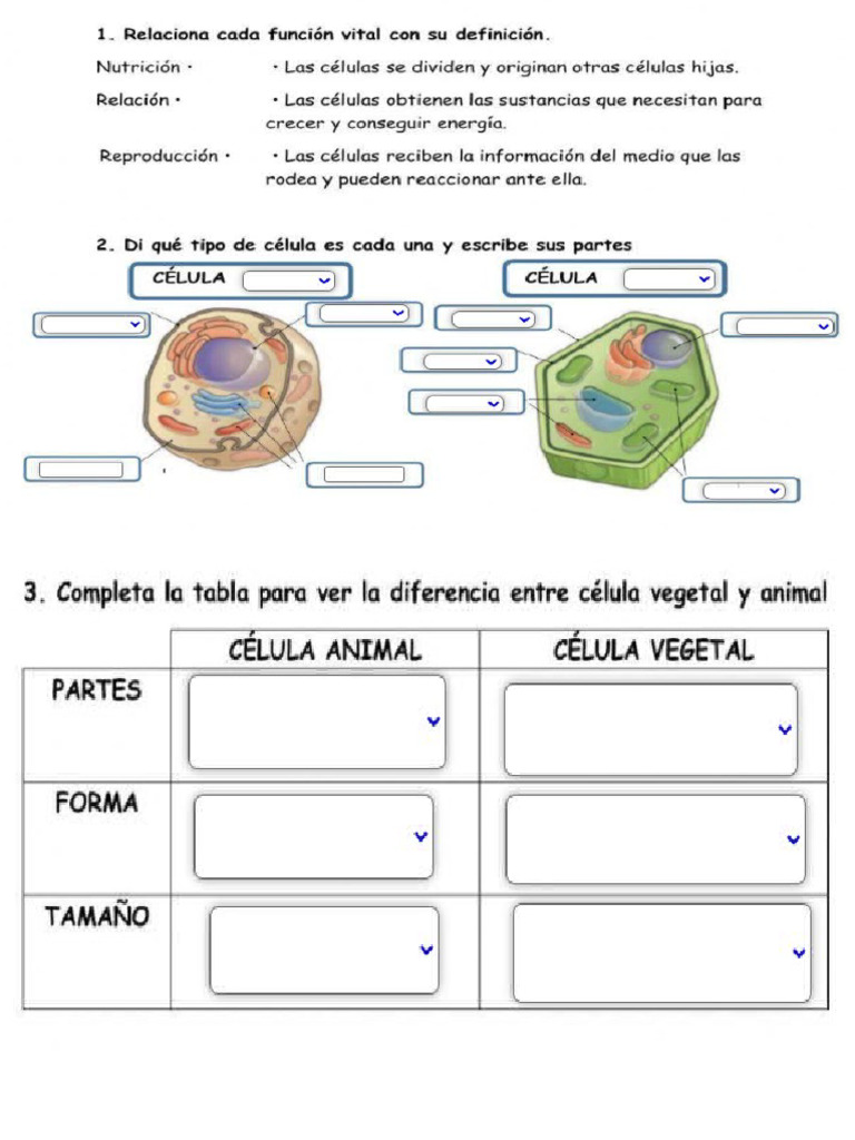 Actividades de Repaso de La Célula | PDF