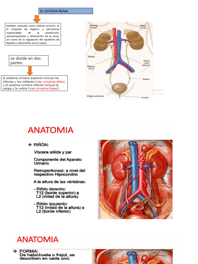 renal resumen | PDF | Riñón | Sistema urinario