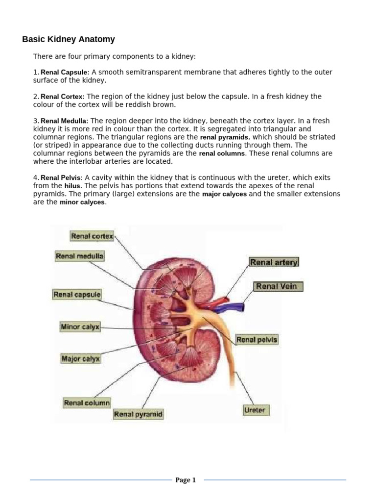 Kidney Dissection Handout Update | PDF | Kidney | Urinary System