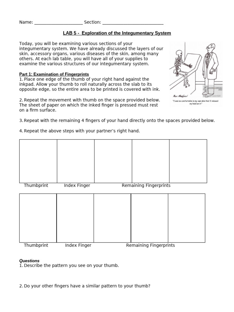 LAB 5 - Exploration of The Integumentary System | PDF