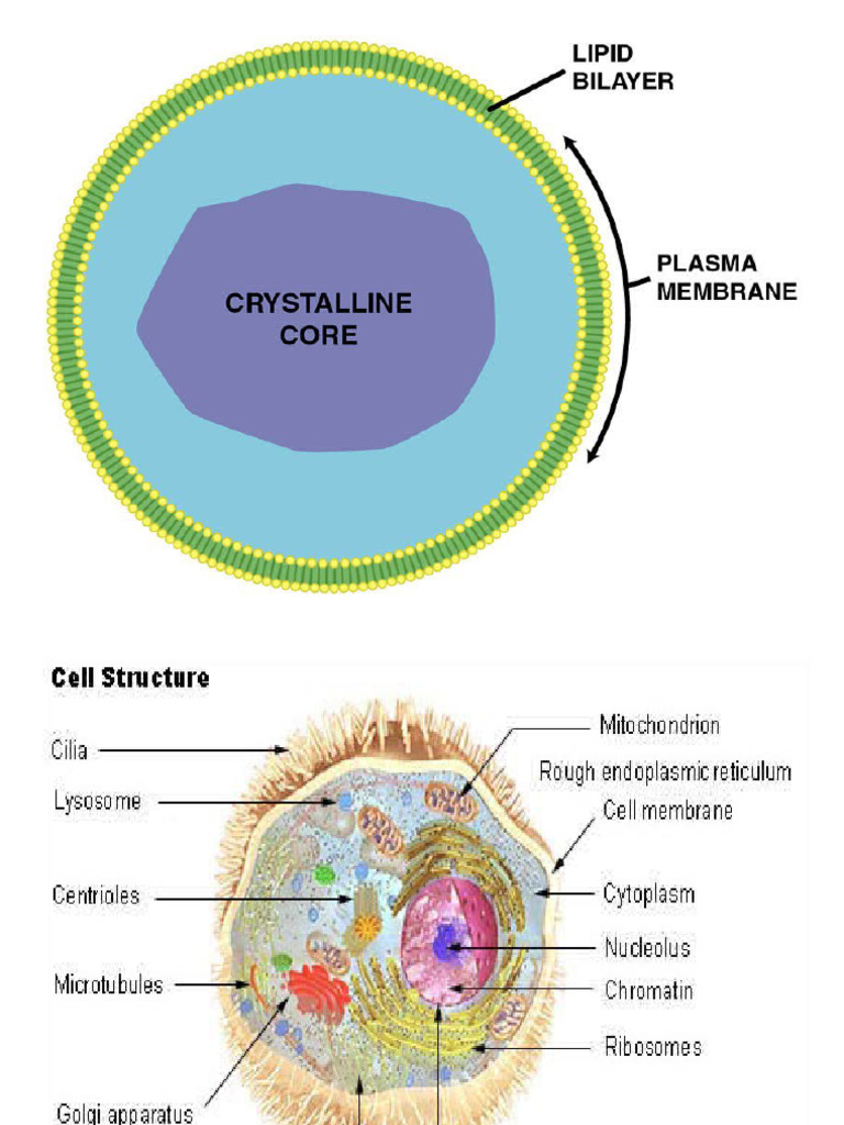 Cell Structure | PDF