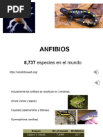 Rana Nodriza Niputidea (Allobates Niputidea) NaturaLista Colombia | PDF
