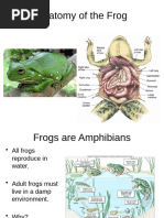 Frog vs Human Organ Systems Explained | PDF | Human Digestive System ...