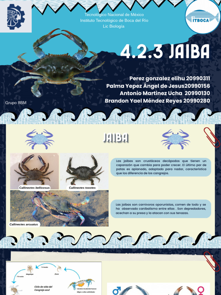 Características y Pesca de la Jaiba en México | PDF | México