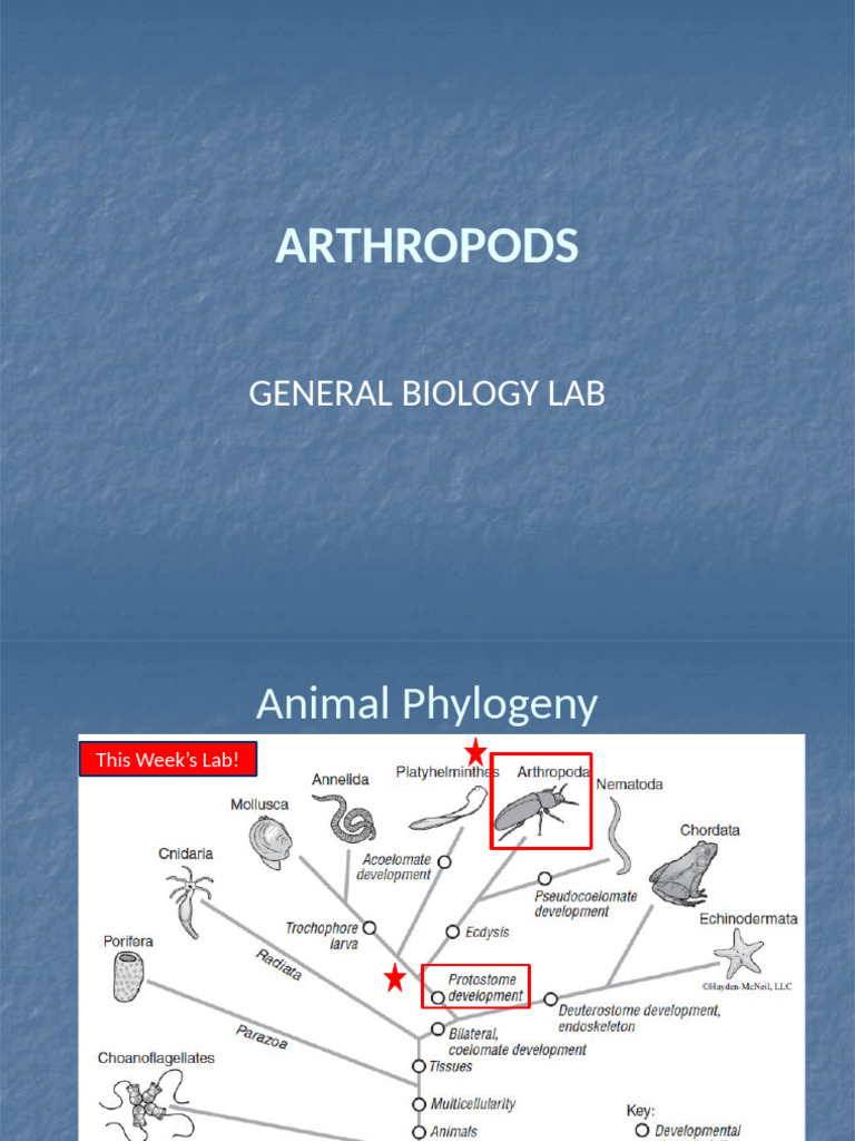Arthropods Sakai - 2.24.25 - 3 | PDF | Arthropods