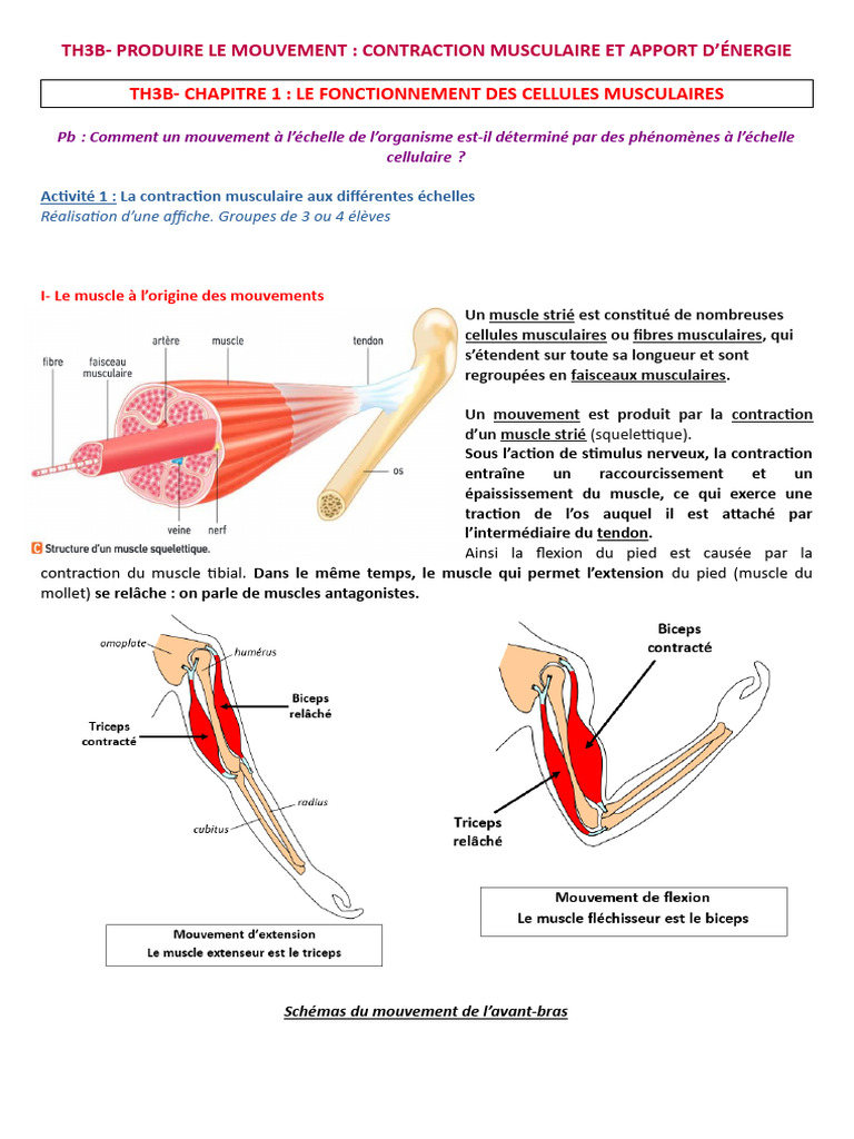 Mécanismes de la contraction musculaire | PDF | Muscle | Contraction du ...