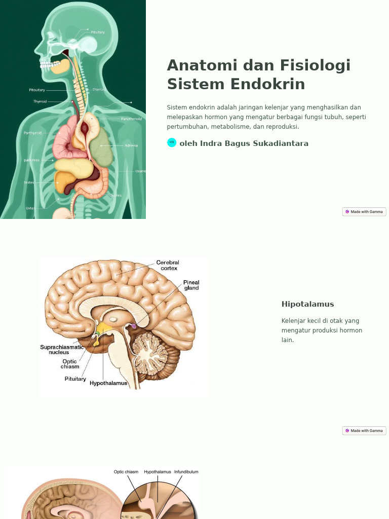 Anatomi Dan Fisiologi Sistem Endokrin | PDF
