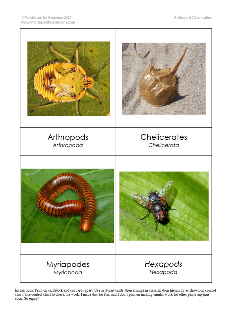 Arthropod Classification Overview | PDF | Hexapoda | Crustacean