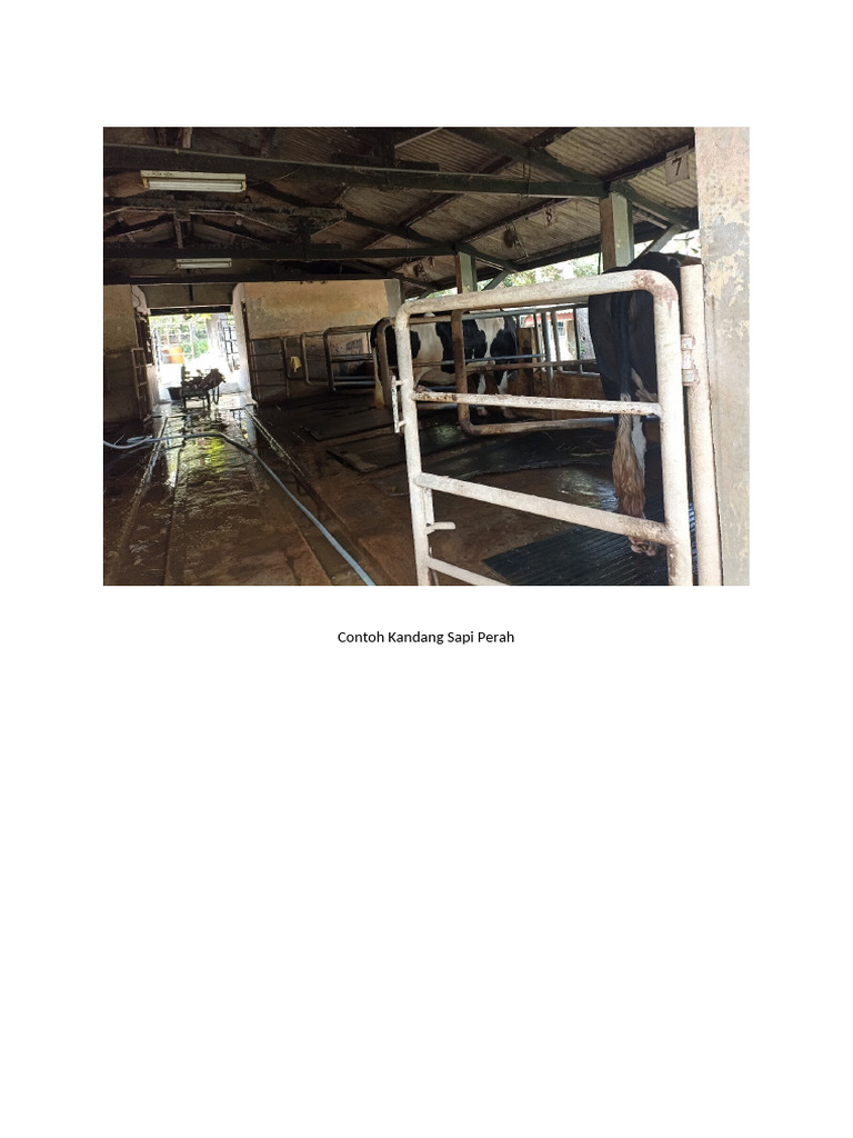 Contoh Kandang Sapi Perah | PDF