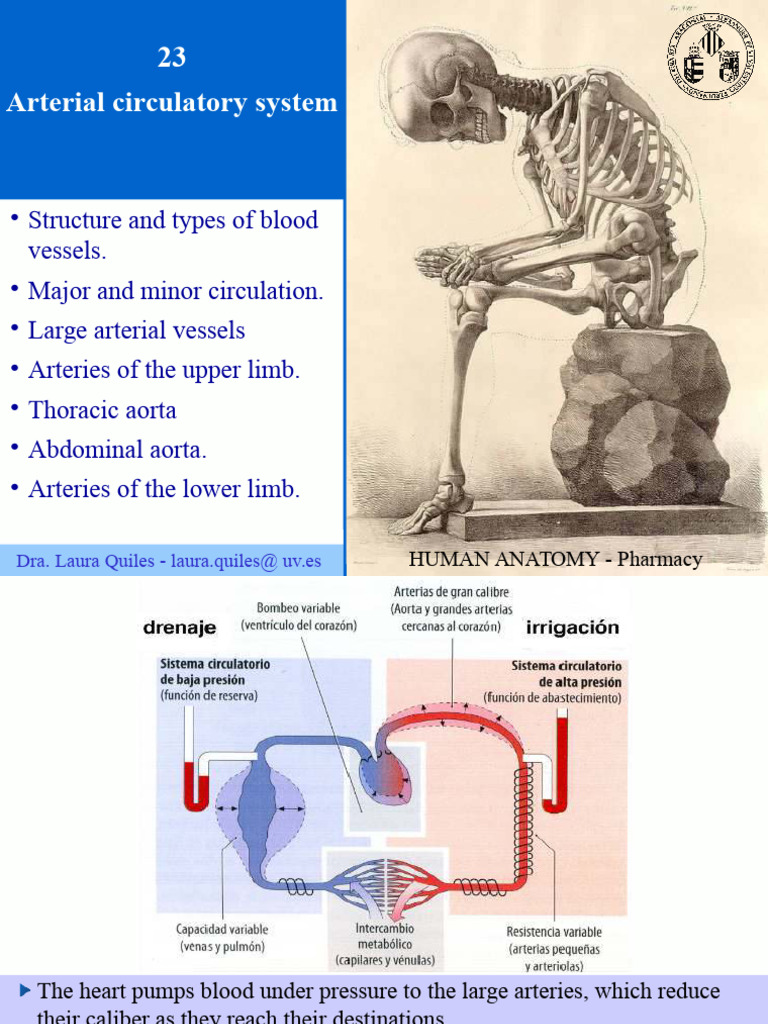 23 Arterial Circulatory System | PDF | Vein | Aorta