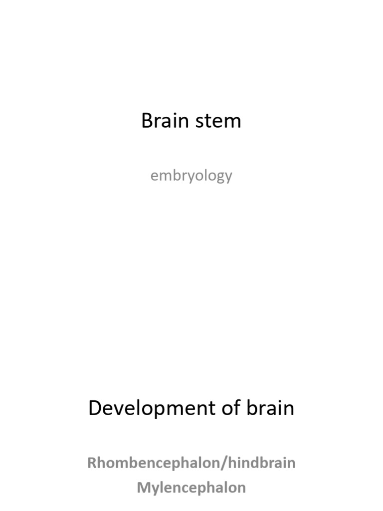 Brainstem and Cerebellum Development | PDF | Cerebellum | Brainstem