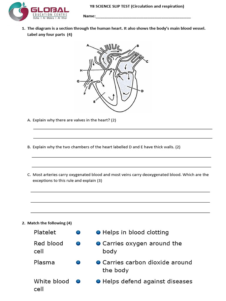 Slip Test Circulation and Respiration | PDF