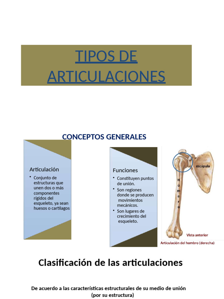 Tipos de Articulaciones | PDF | Articulación | Sistema musculoesquelético