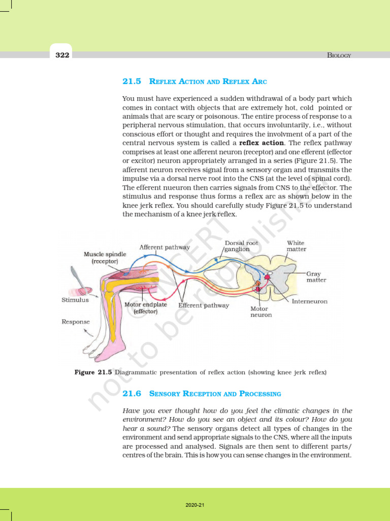 Neural Control and Coordination | PDF | Ear | Retina