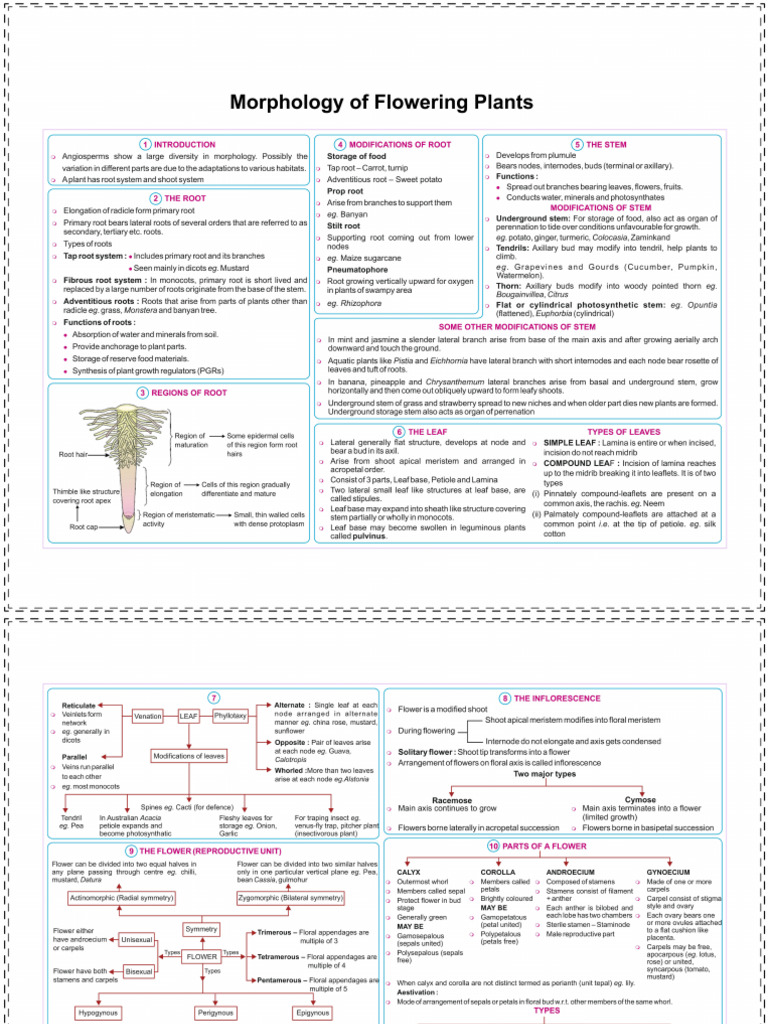 Morphology of Flowering Plants | PDF
