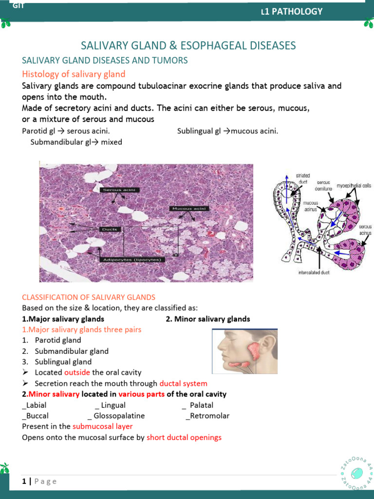 Asdfgh | PDF | Esophagus | Medical Specialties