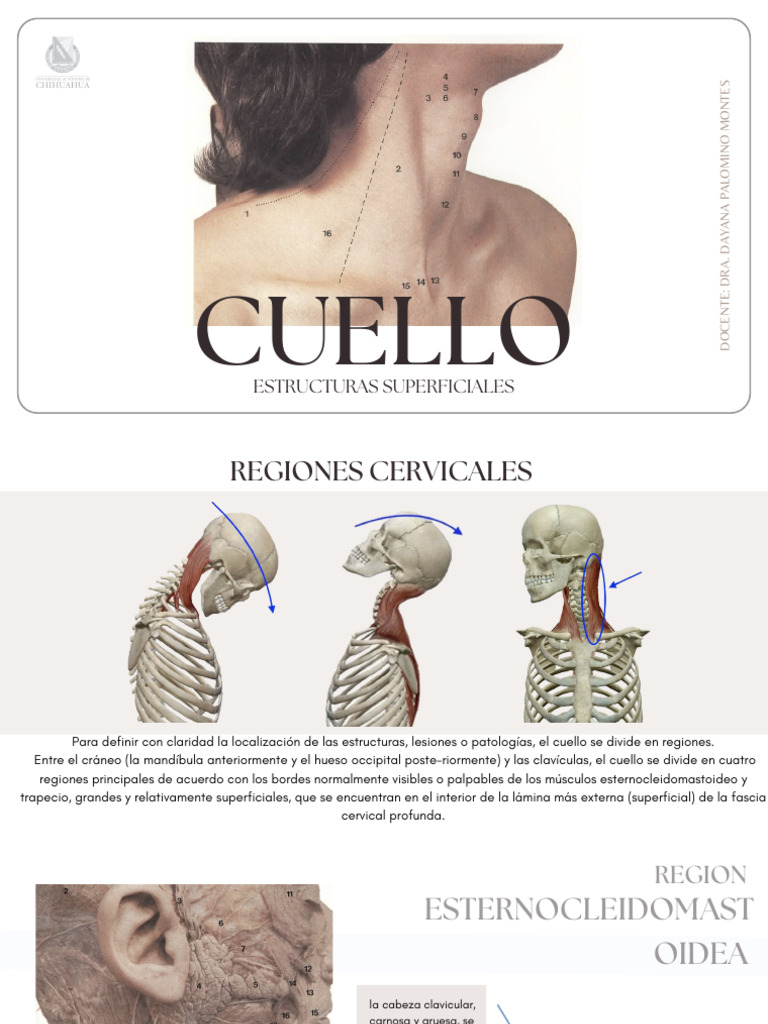 Cuello PDF | PDF | Anatomía humana | Sistema musculoesquelético