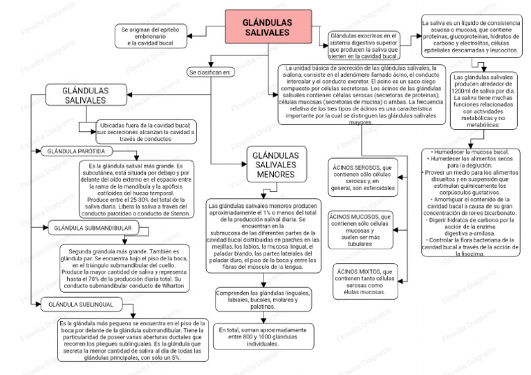 GLÁNDULAS Salival | PDF