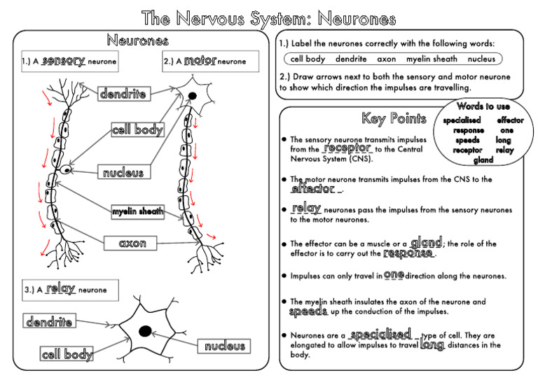 GCSE Nervous System Neurones Worksheet Answers | PDF