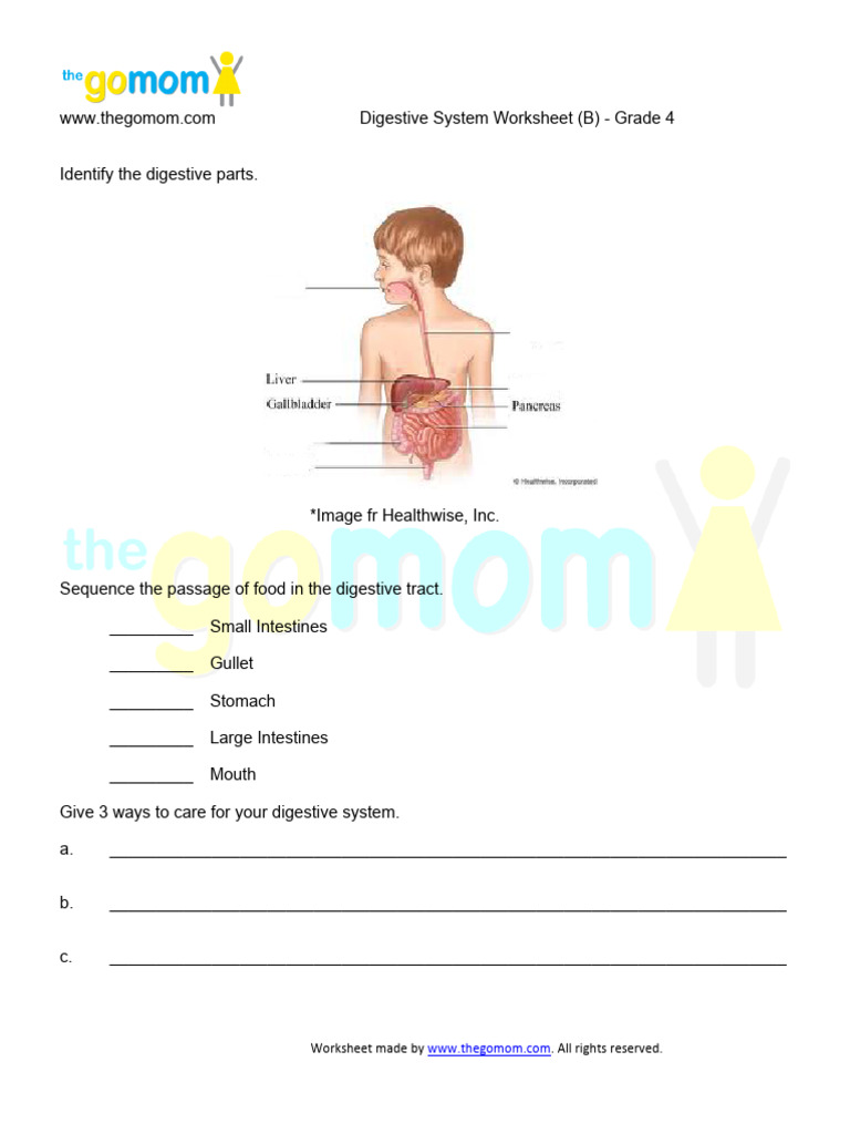 Grade 4 Digestive System Worksheet | PDF