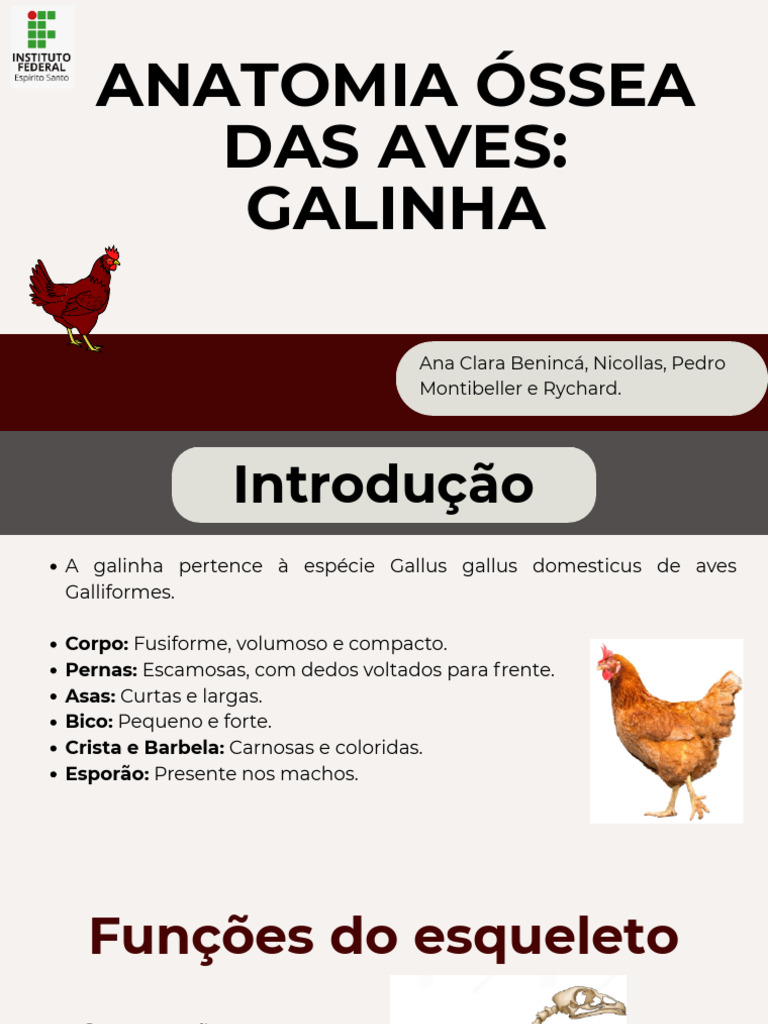 Cópia de ANATOMIA DAS AVES Galinha Corpo Todo | PDF | Osso | Anatomia