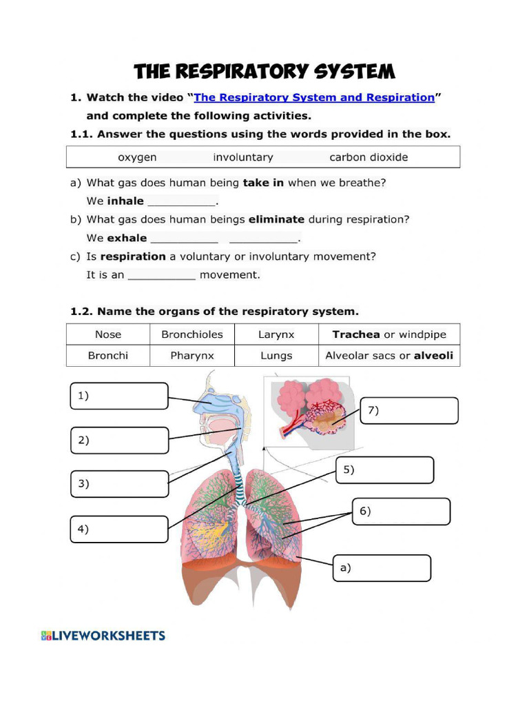 Worksheet 63361 | PDF