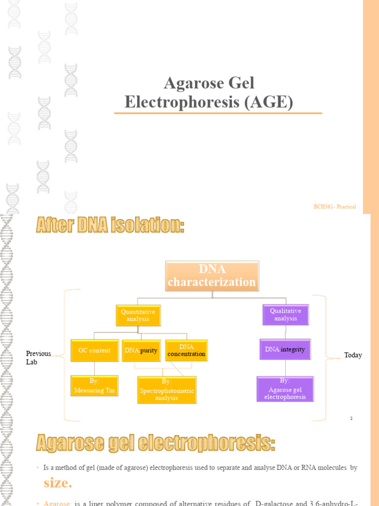 Agarose Gel Electrophoresis Protocol | PDF | Gel Electrophoresis ...